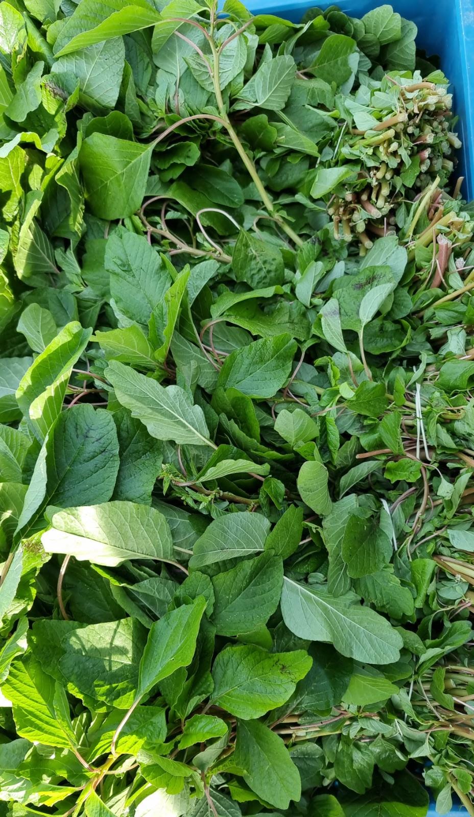 Mustard Greens (Rai saag) Leaves
